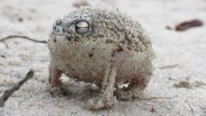 Tuesday Relief: The War Cry of the Desert Rain Frog | Alan Cross
