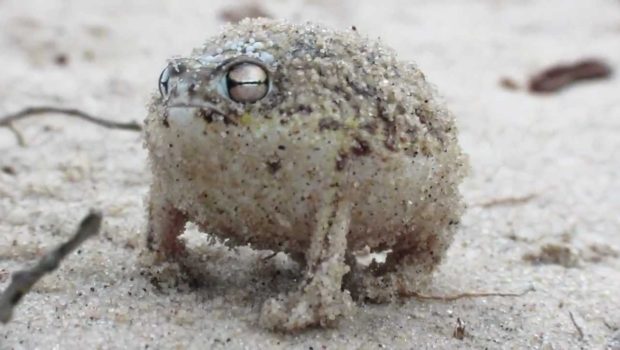 Tuesday Relief: The War Cry of the Desert Rain Frog | Alan Cross