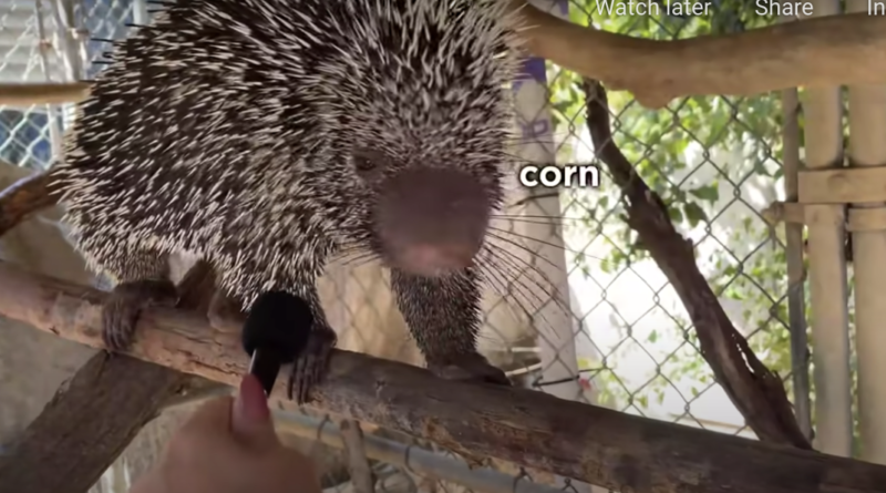 This woman interviews animals with a tiny mic | Alan Cross