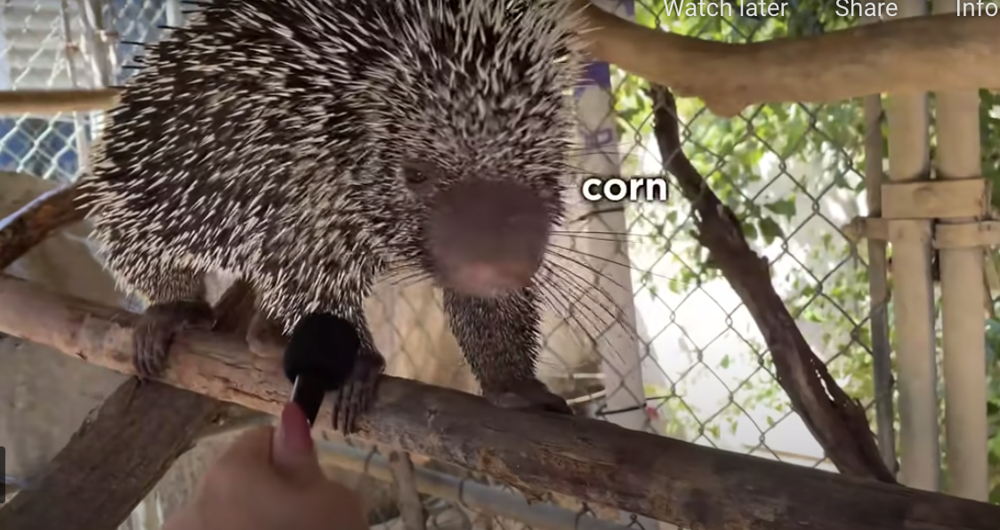 This woman interviews animals with a tiny mic | Alan Cross
