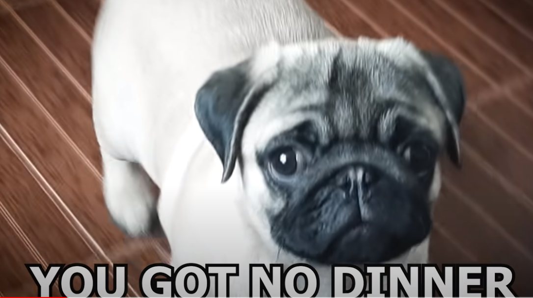 Meet Necropug: The death metal band fronted by a...pug. | Alan Cross