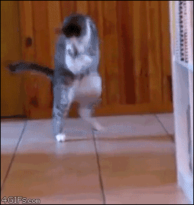 Multiple Purpose Cat-Rockin'-Out GIF | Alan Cross