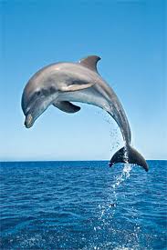 Appeal from No Doubt Bassist Helps Convince New Toronto Aquarium to ...